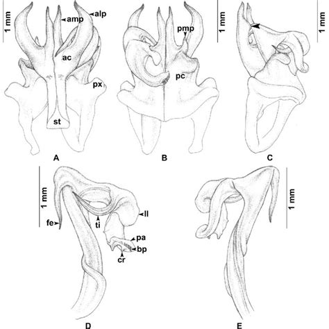 Pdf A Revision Of The Thyropygus Allevatus Group Part V Nine New