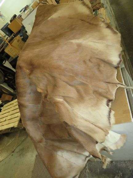 Deer Hide Auction Ohio