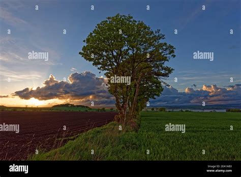 A Line Of Mature Trees Within A Hedgerow Dividing Two Fields Of Crops