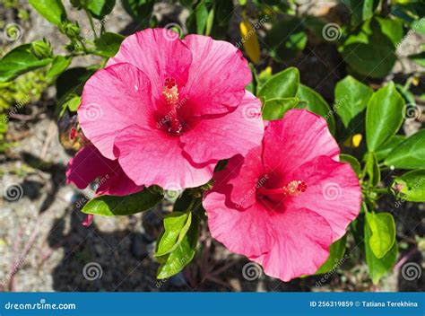 Hibiscus Rosa Sinensis Known Colloquially As Chinese Hibiscus China