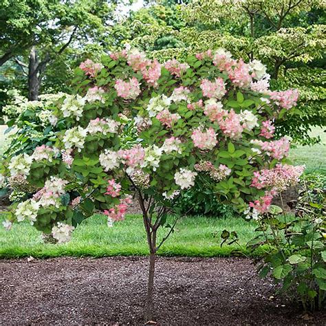 Hydrangea Trees Varieties
