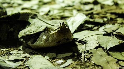 Horned Viper A Close Up Of The West African Gaboon Viper Flickr