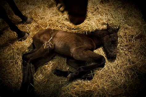 10 Facts About Foals