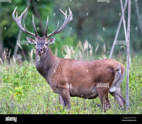 Portrait Of Red Deer Cervus Elaphus With Big Antlers Standing In