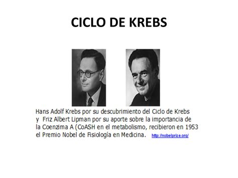 Solution Ciclo De Krebs Cadena Respiratoria Y Fosforilaci N Oxidativa
