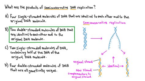 Dna Molecue Quia Bif Chapter 13 Molecular Basis Of Inheritance