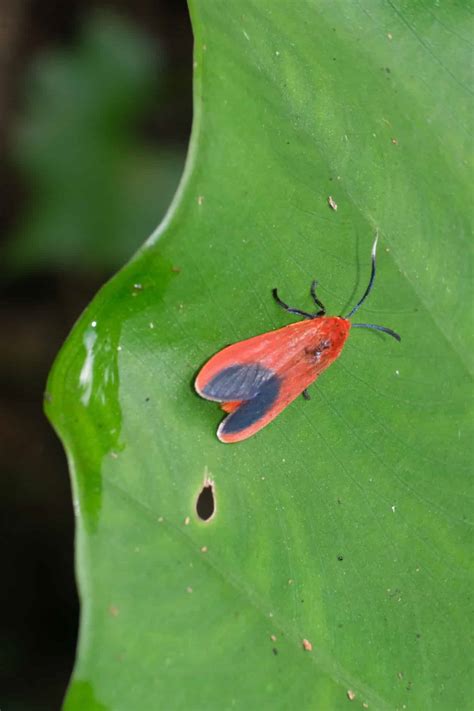 16 Types Of Red Moths Pictures And Identification Guide