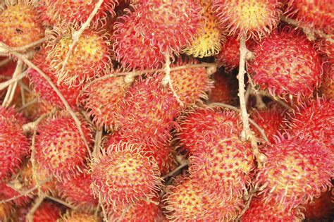 efectos secundarios del extracto de guaraná Estilo de Vida