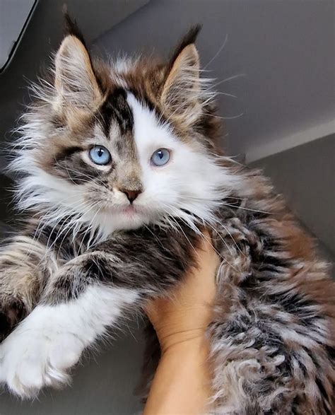 Maine Coon Pretty Animals Cute Animals Cute Animals Images