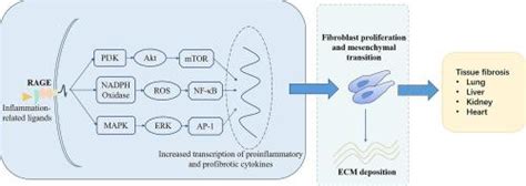 Rage通路在调节器官纤维化中起重要作用life Sciences X Mol