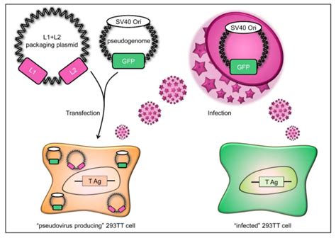 Schematic Diagram Of Hpv16 Pseudovirus Production The Packaging