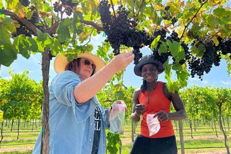 Can The Walker Varieties Beat Pierces Disease Wine Enthusiast