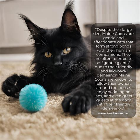 The Regal Maine Coon Why These Feline Royalties Command A Premium