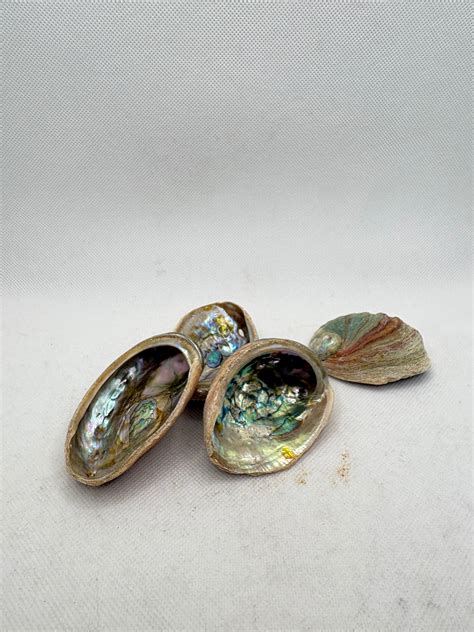 Abalone Shell Small Wild Wisdom Collective
