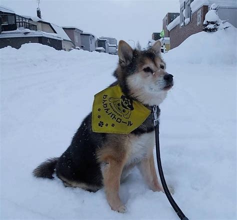 大変遅くなりましたが 柴犬たぬ吉のお部屋