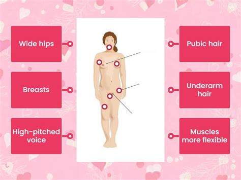 Female Secondary Sex Characteristics Labelled Diagram
