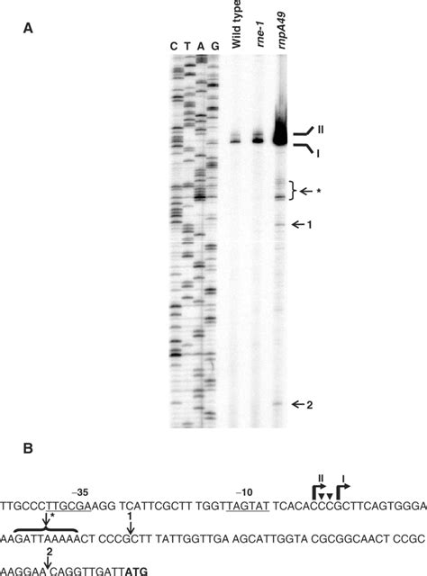 Primer Extension Analysis Of The Promoter Region Of Secg Leuu