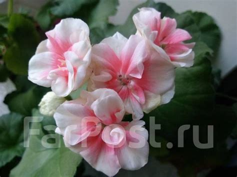 Пеларгония лососево-коралловая, в наличии. Цена: 200₽ во Владивостоке