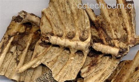龟甲的功效与作用 中药知识 Cc果蔬百科