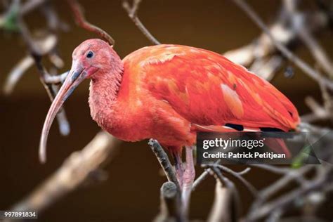 Red Ibis Photos And Premium High Res Pictures Getty Images