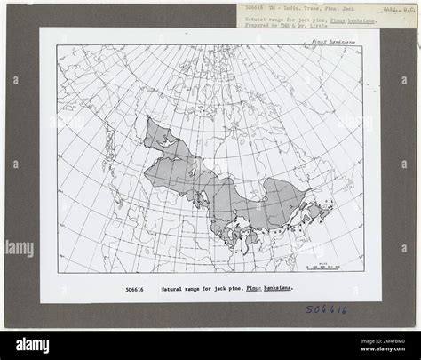 Tree Identification Pine Jack Photographs Relating To National Forests Resource Management