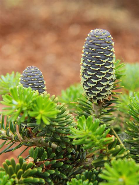 Conifer Varieties And Their Cones