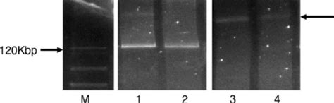 Plasmid Profile Of H4hdh5 ␣ Transconjugants Obtained From Conjugation
