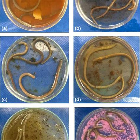 Anthelmintic Activity Of D Viscosa A Physiology Of P Posthuma