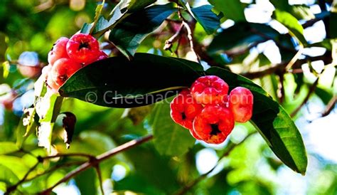 How To Make Chambanga Rose Apple Wine At Home