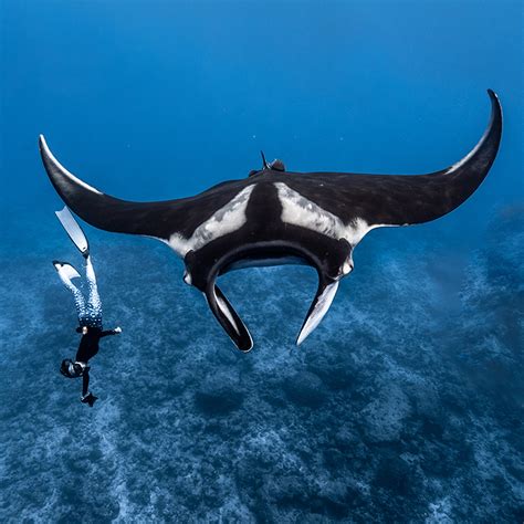 A Journey Into Manta Ray Conservation Plymouth Arts Cinema