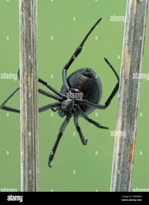 Ventral View Of A Female Western Black Widow Spider Latrodectus
