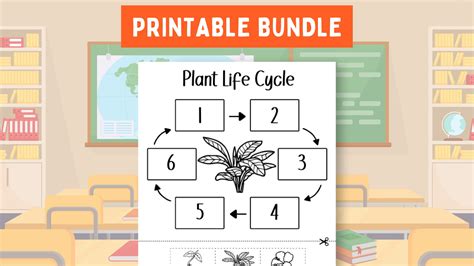 Plant Life Cycle Treeway Academy Primary