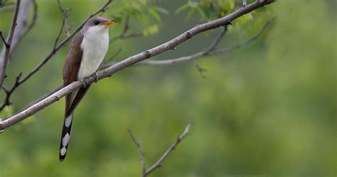 Yellow Billed Cuckoo Sound