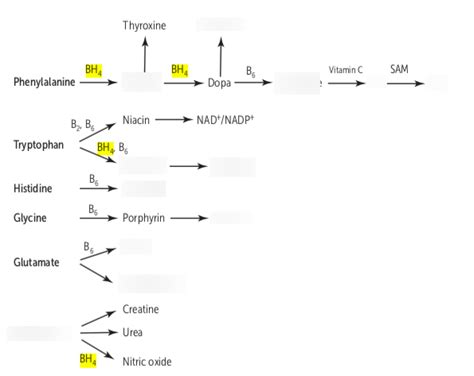 Amino Acids Diagram Quizlet Amino Acids Diagram Quizlet