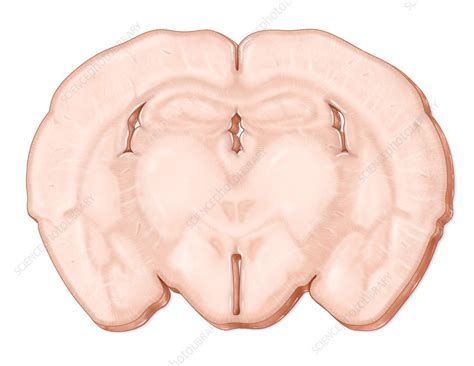 Mouse Brain Illustration Stock Image C0306193 Science Photo Library