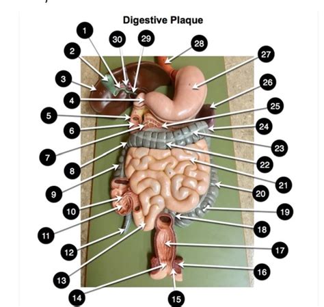 Digestive Flashcards Quizlet