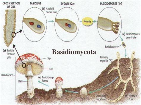 Ppt Chapter 23 Fungi Powerpoint Presentation Free Download Id 648051