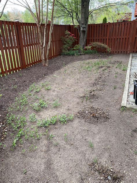 Scotts Thickr Lawn Vs Rapid Grass Vs Turf Builder Grass Seed R