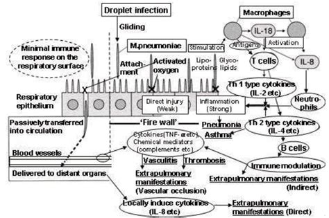 Difference Between Virulence And Pathogenicity Difference Between
