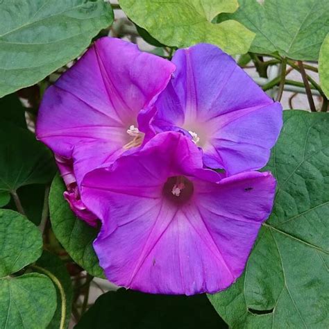 30 Popular Types Of Ipomoea Pictorial Guide
