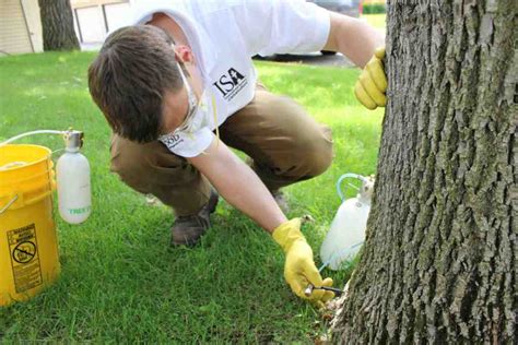 Toronto Tree Pest Report From Tree Doctors Tree Doctors Inc