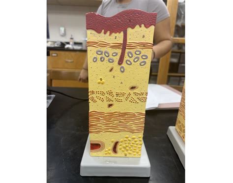 Gi Tract Model Esophagus Quiz