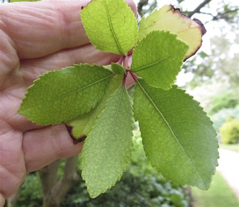 Strawberry Tree Tree Guide Uk Strawberry Tree Identification
