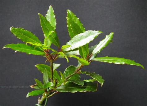 Bay Laurel Bonsai Tree