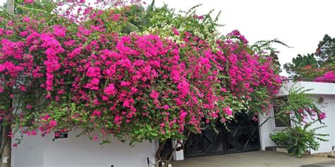 Infinix Releases The New Note Runs On The Latest Android One Program