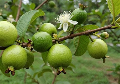 The Ideal Fruit Tree For Your Garden It Produces Very Sweet Fruit And
