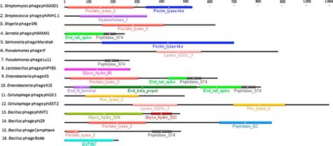 Different Phage Depolymerase Architectures For The 16 Different Download Scientific Diagram