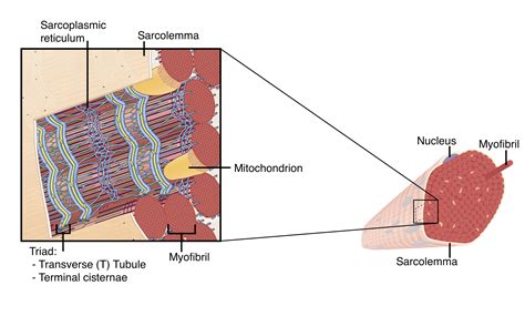 83 Skeletal Muscle Organ Structure Medicine Libretexts