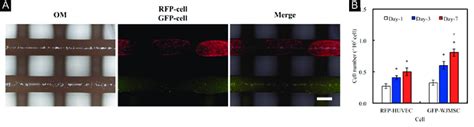 A The Immunofluorescence Image Of Rfp Cell And Gfp Cell After Download Scientific Diagram