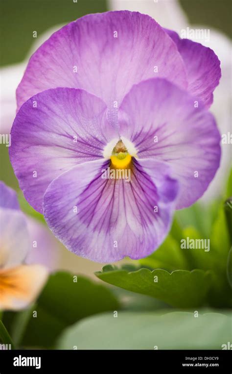 Pansy Viola X Wittrockiana Close View Of Single Flower With